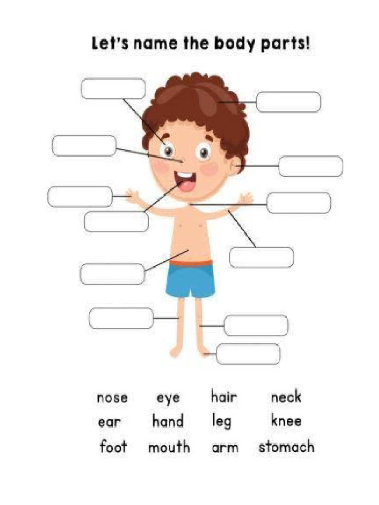 Parts of the Body | PDF