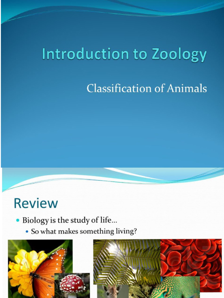 Basic Concepts of Zoology | PDF