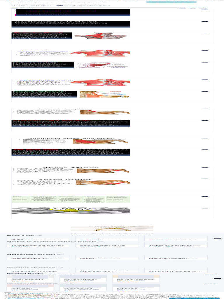 Anatomy of Back Muscle PPT 6 | PDF