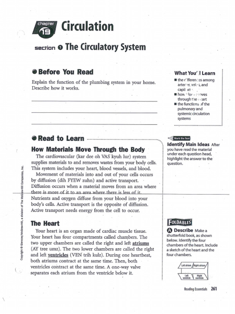 The Circulatory System | PDF