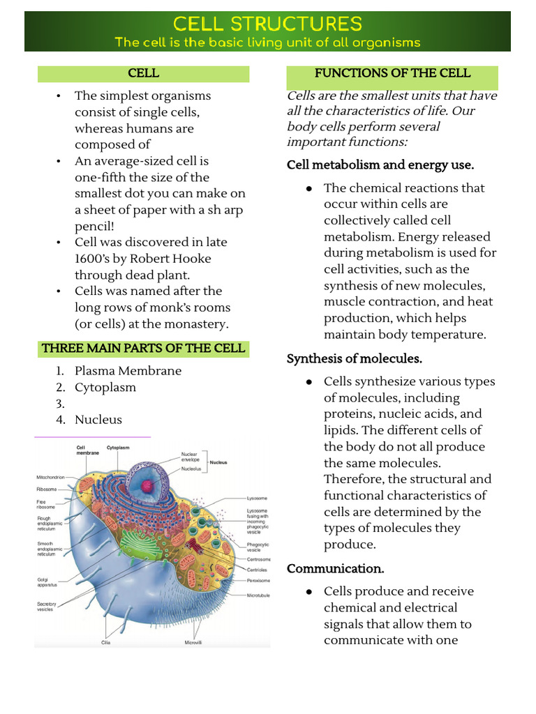 Cell Structure | PDF