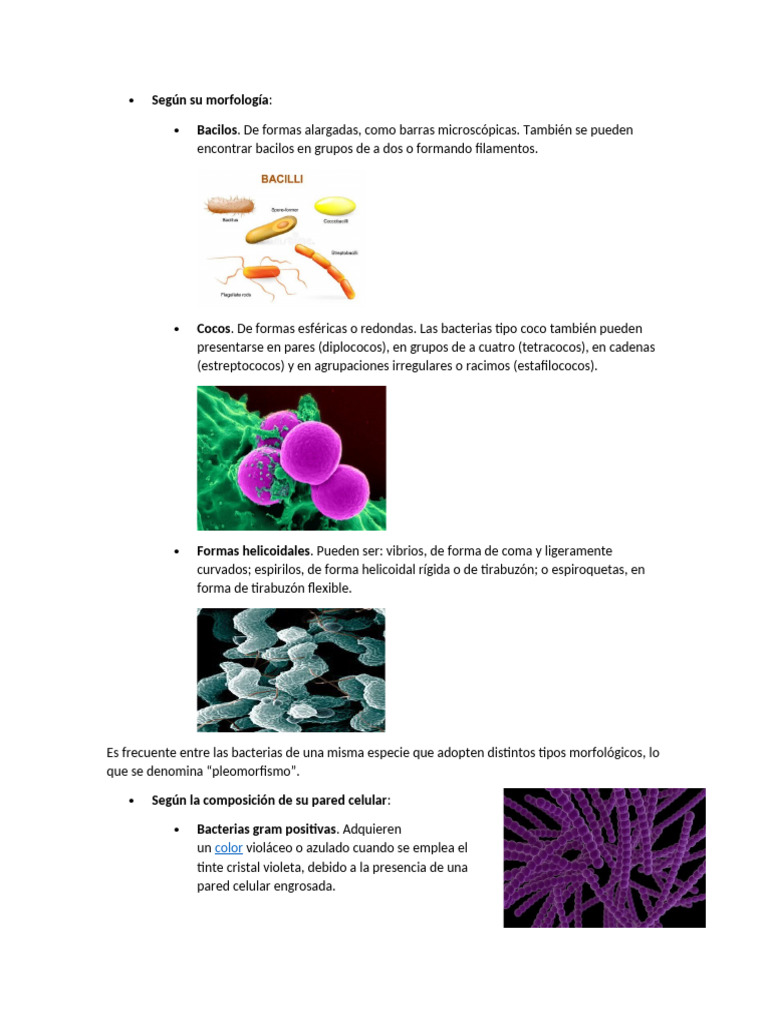 Bacterias | PDF