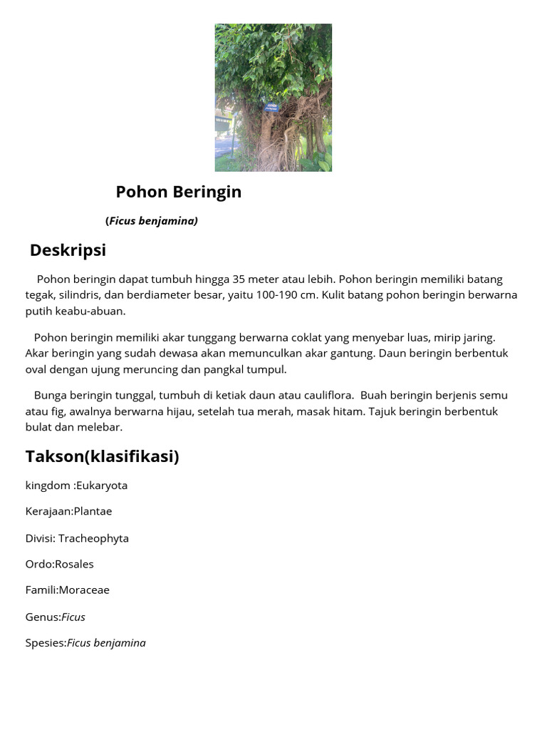 Pohon Beringin PDF | PDF