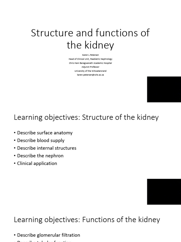 Lecture 4.0 - Structure and Functions of The Kidney Notes - 2022 | PDF