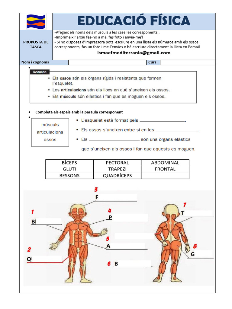 tasca-musculatura-CI (1) | PDF