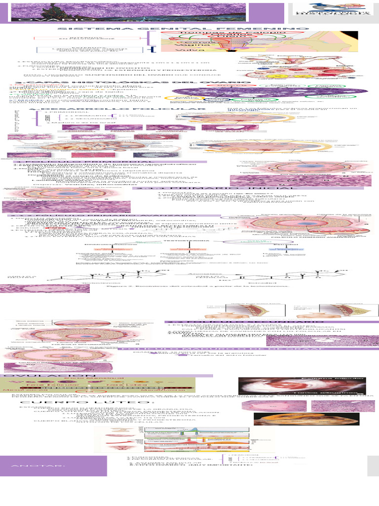OVARIO JOCA-comprimido | PDF
