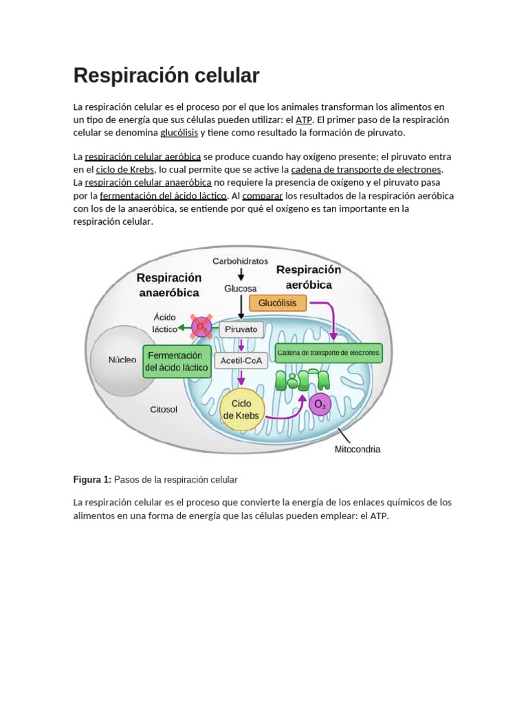 Resp. Anaer, Aerob. Glicosilacion | PDF | Respiración celular | Fermentación
