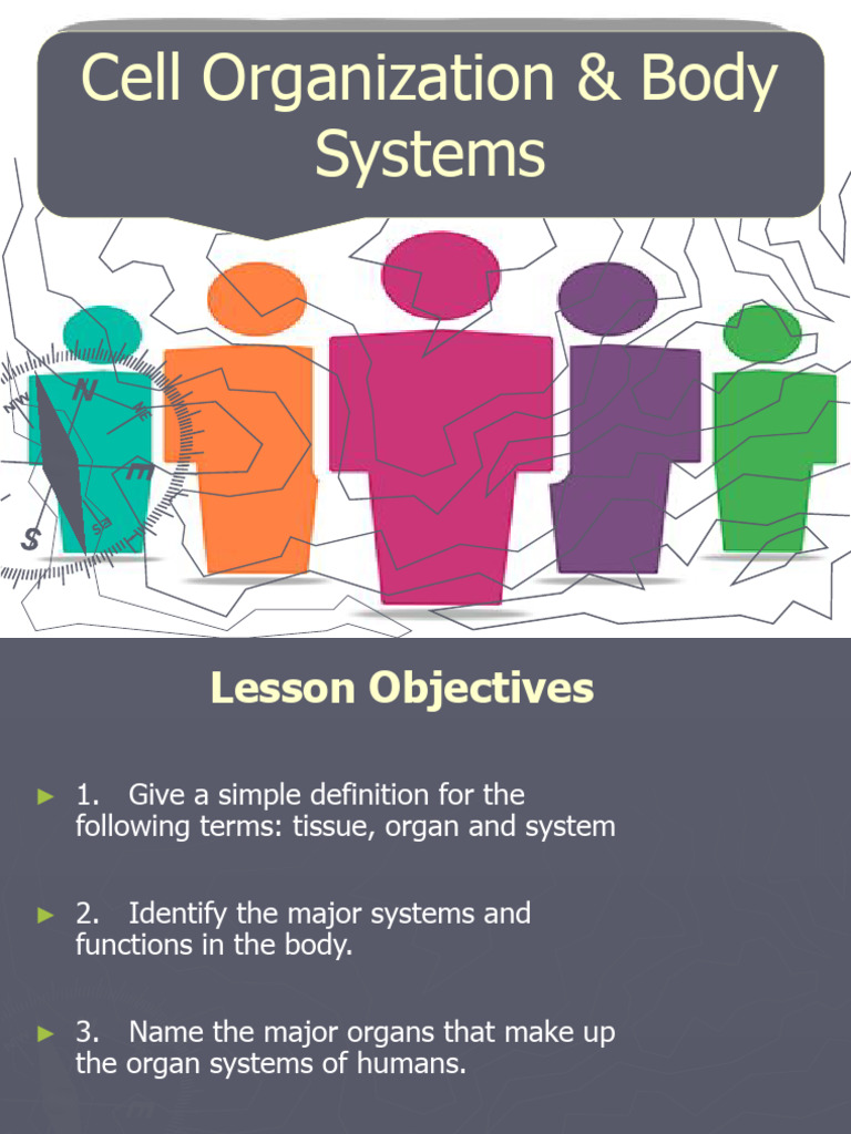 9th Grade. Cell Organization & Body Systems | PDF