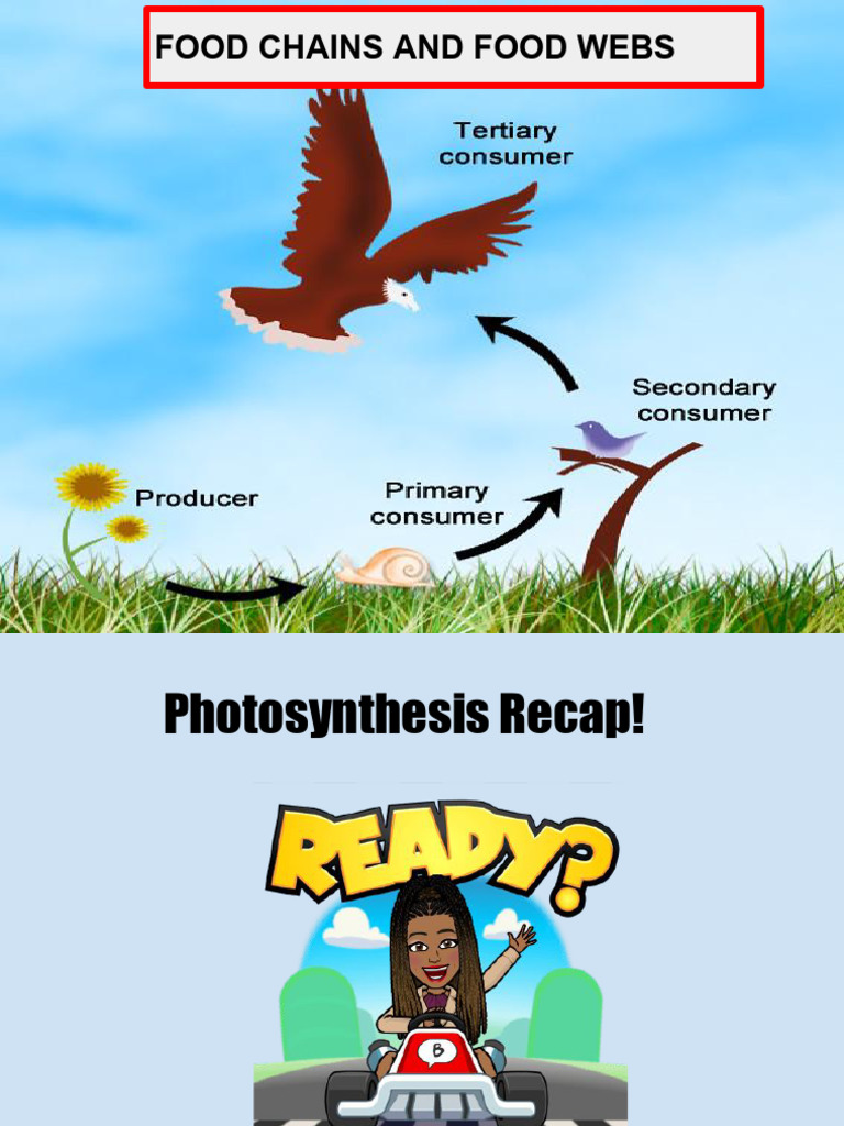 Food Chains and Webs | PDF