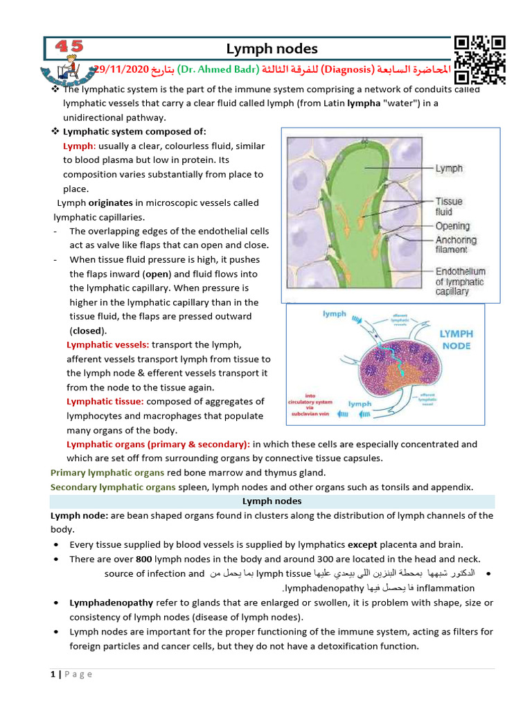 07 - Lymph Nodes | PDF