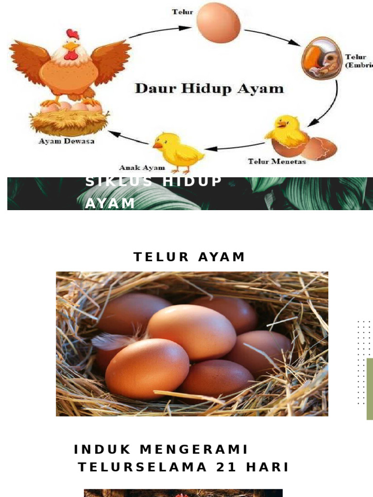 Siklus Ayam | PDF