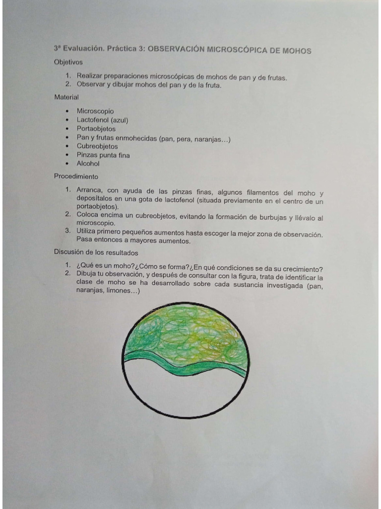 Práctica 3 Hongos Microscopio | PDF