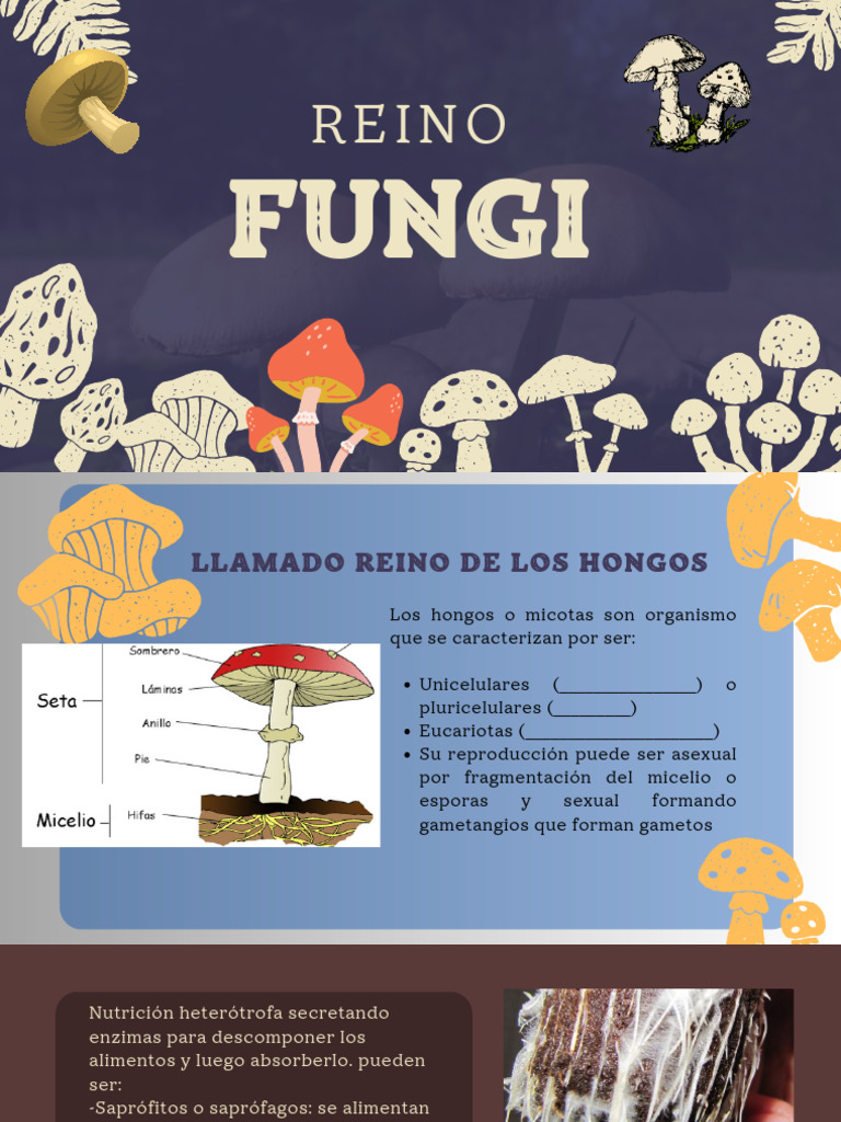 Reino Fungi | PDF
