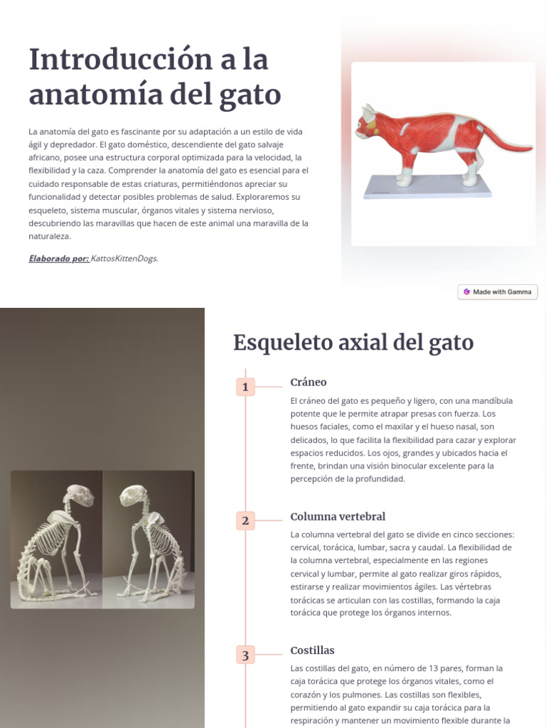 Anatomía del Gato: Estructura y Función | PDF | Sangre | Estómago