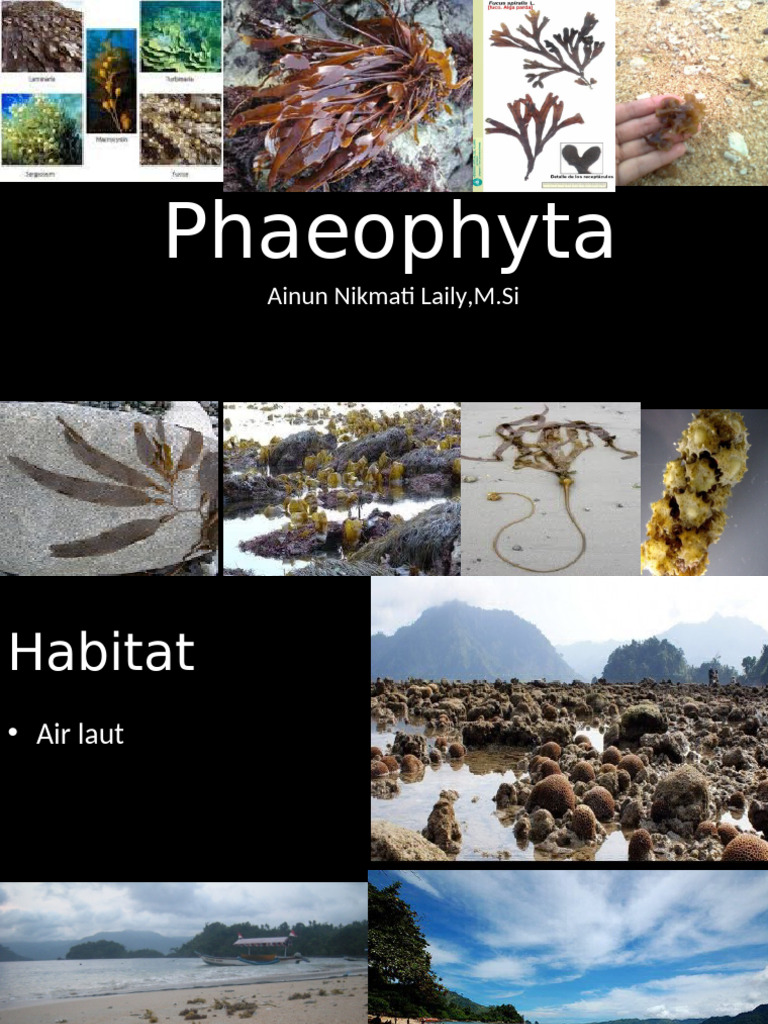 Phaeophyta | PDF