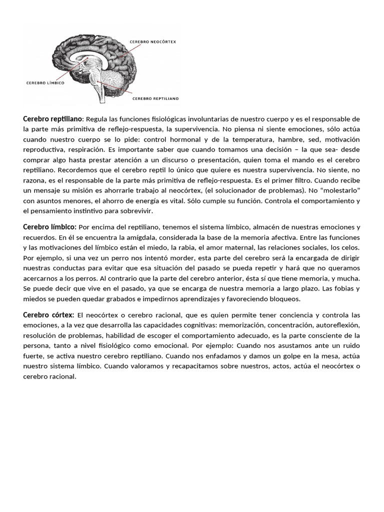 Sistema Neocortex - Eldimar | PDF