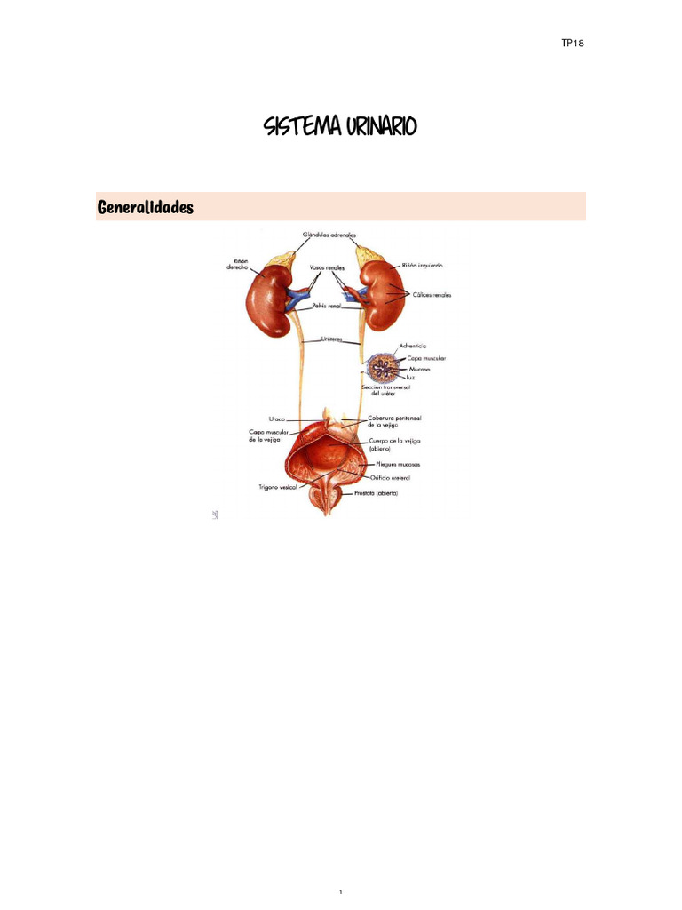 TP18 - Aparato Urinario | PDF