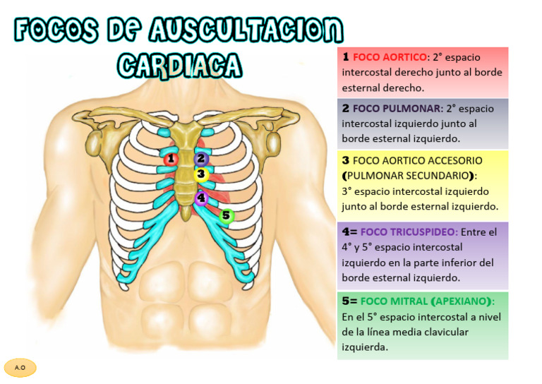Focos de Auscultacion Cardiaca | PDF