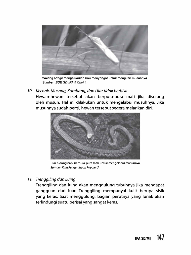 New Edition Big Book IPA SDMI Kelas 4, 5, 6-154 | PDF