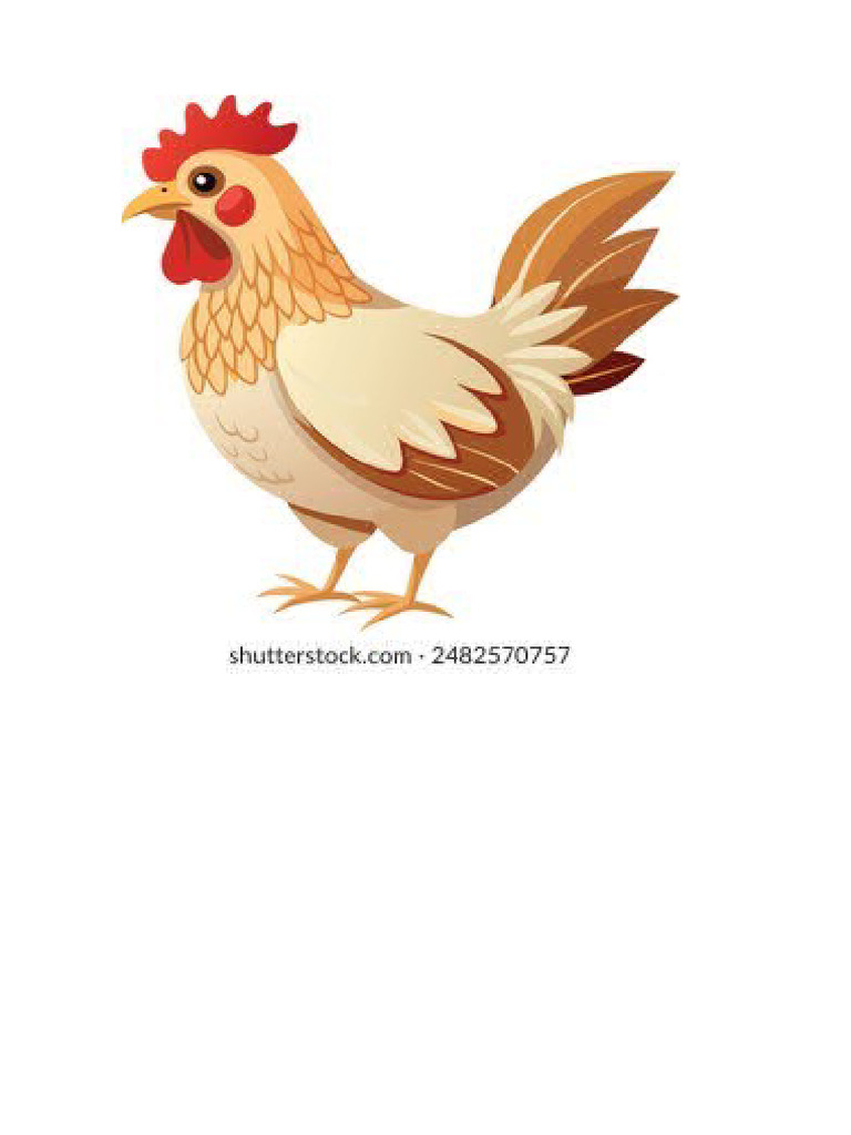gallina | PDF
