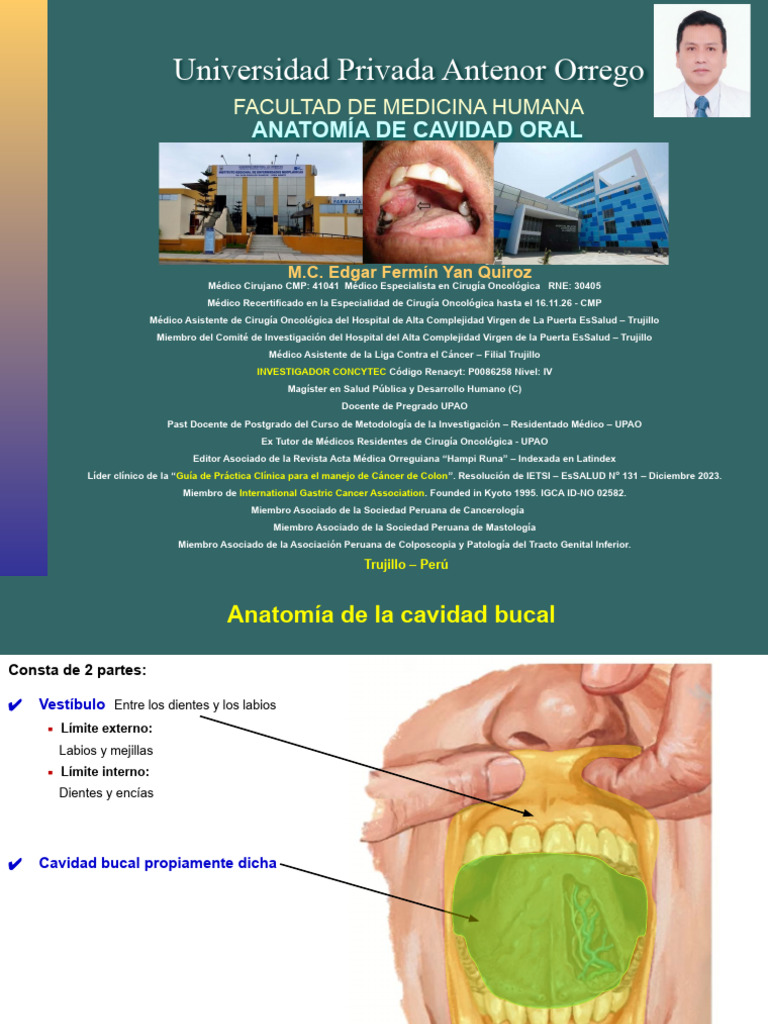 4ta Semana. Anatomía de Cavidad Oral - Paladar | PDF