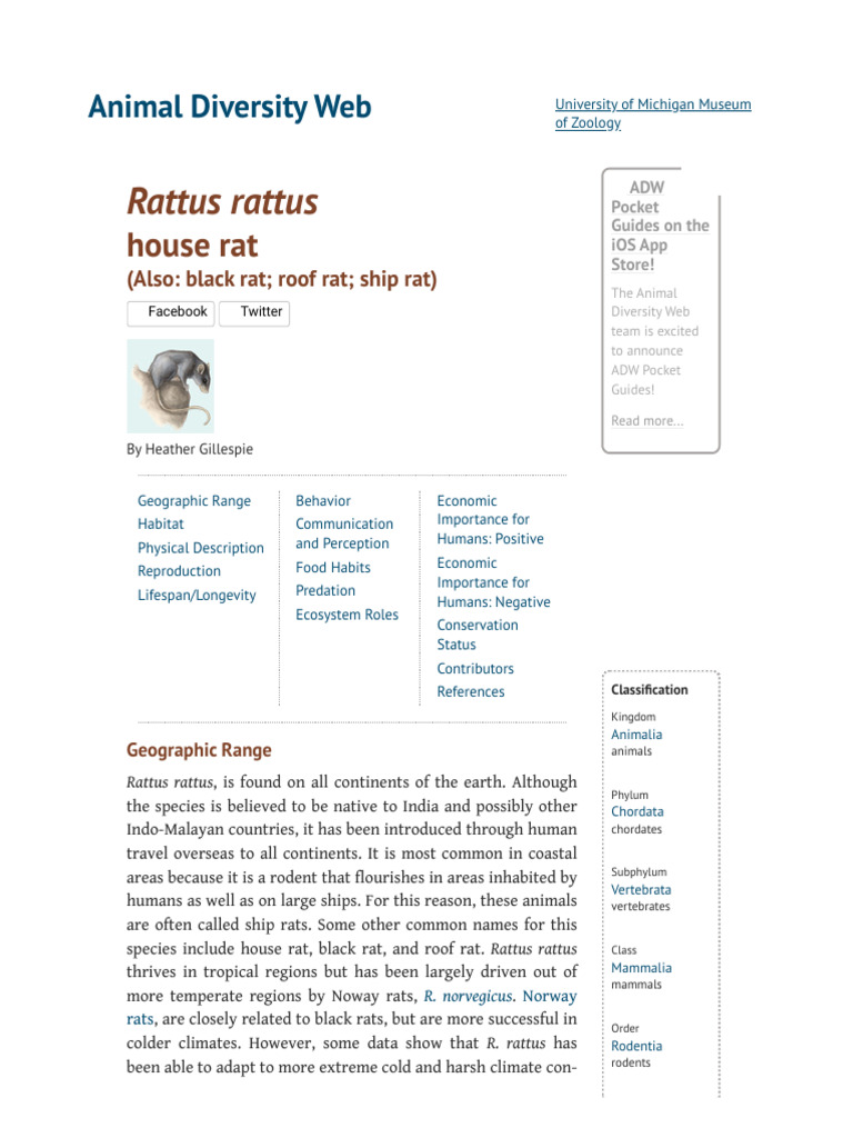 ADW - Rattus Rattus - INFORMATION | PDF