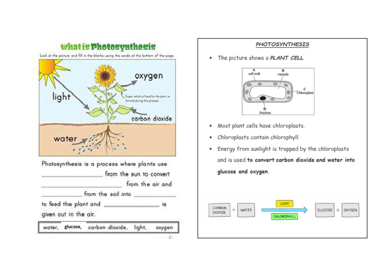 52934_PHOTOSYNTHESIS_for_ntbks_and_fill_in_blanks_OK_PDF | PDF