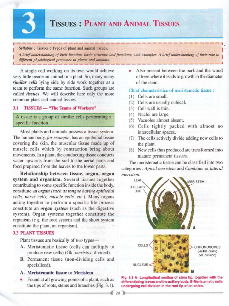 Class 9 Tissues: Plant & Animal Notes | PDF