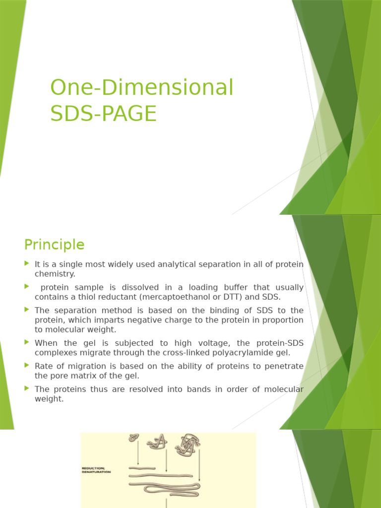 One-Dimensional SDS-PAGE | PDF