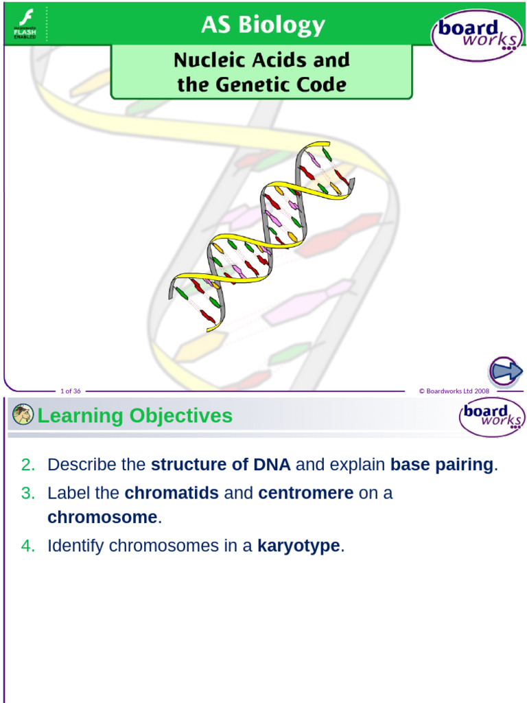 2. The Structure of DNA | PDF