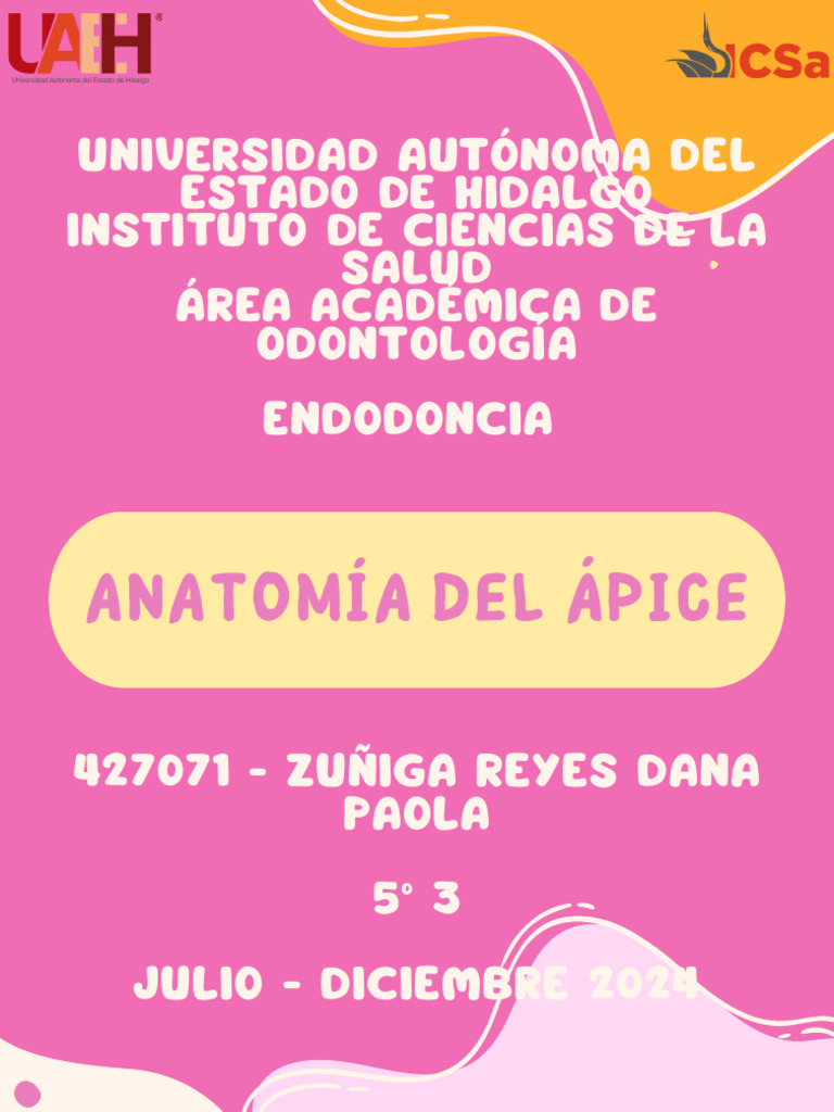Anatomía Del Ápice | PDF