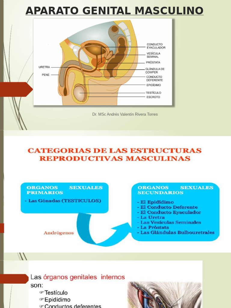 Anatomía Aparato Genital Masculino | PDF