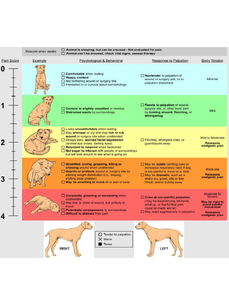 Pain Scale | PDF