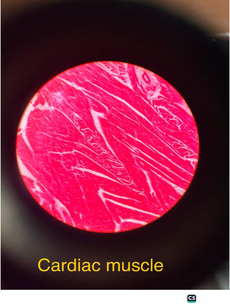 Histo Slides 2nd Semester | PDF