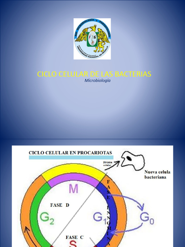 CICLO_celular_bacteria.pptx | PDF