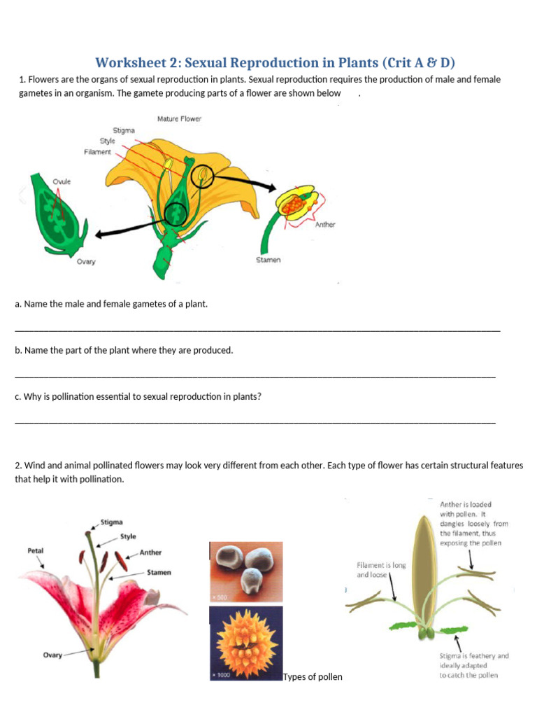 Plant repro worksheet | PDF