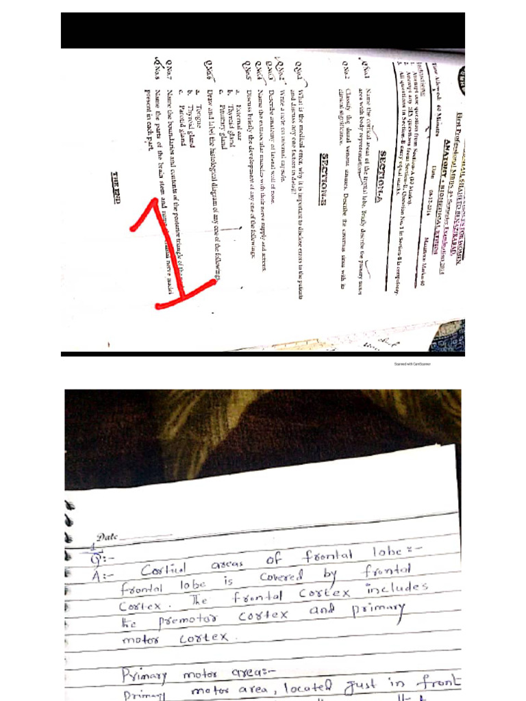 2014 4 semester anatomy | PDF