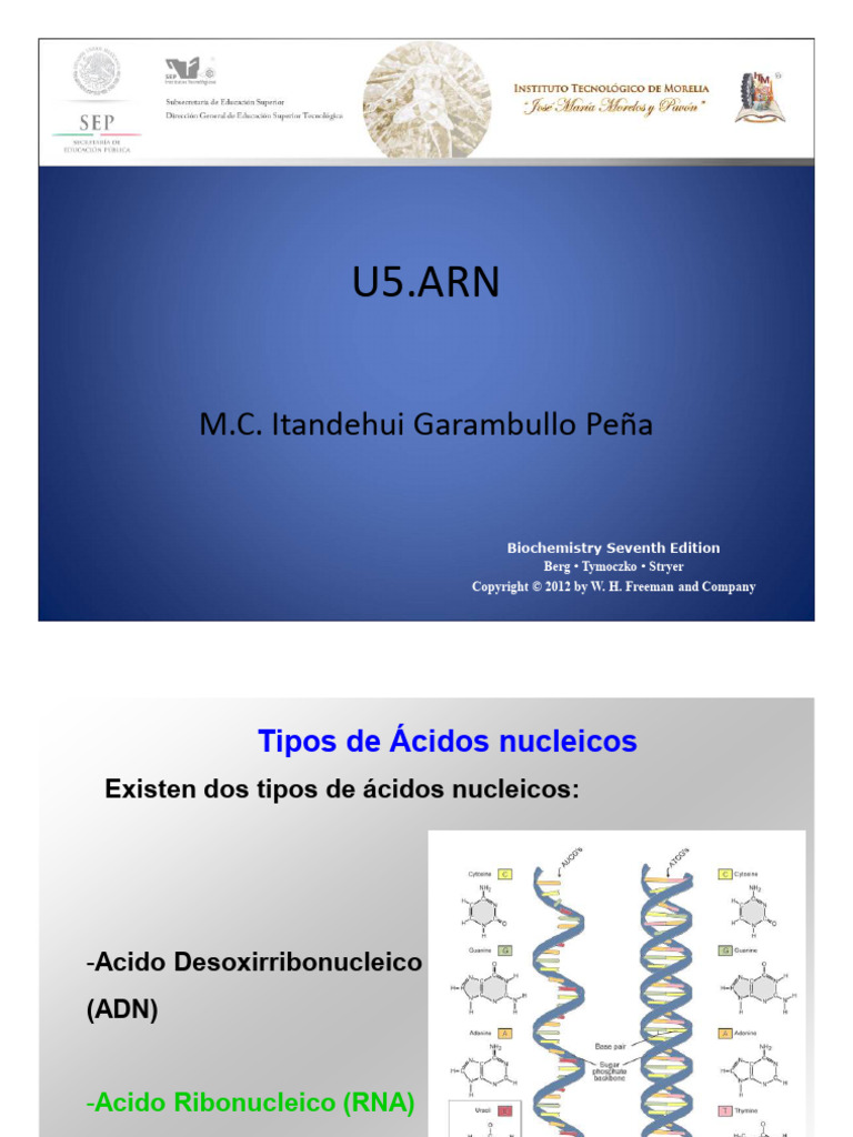 U5. ARN | PDF