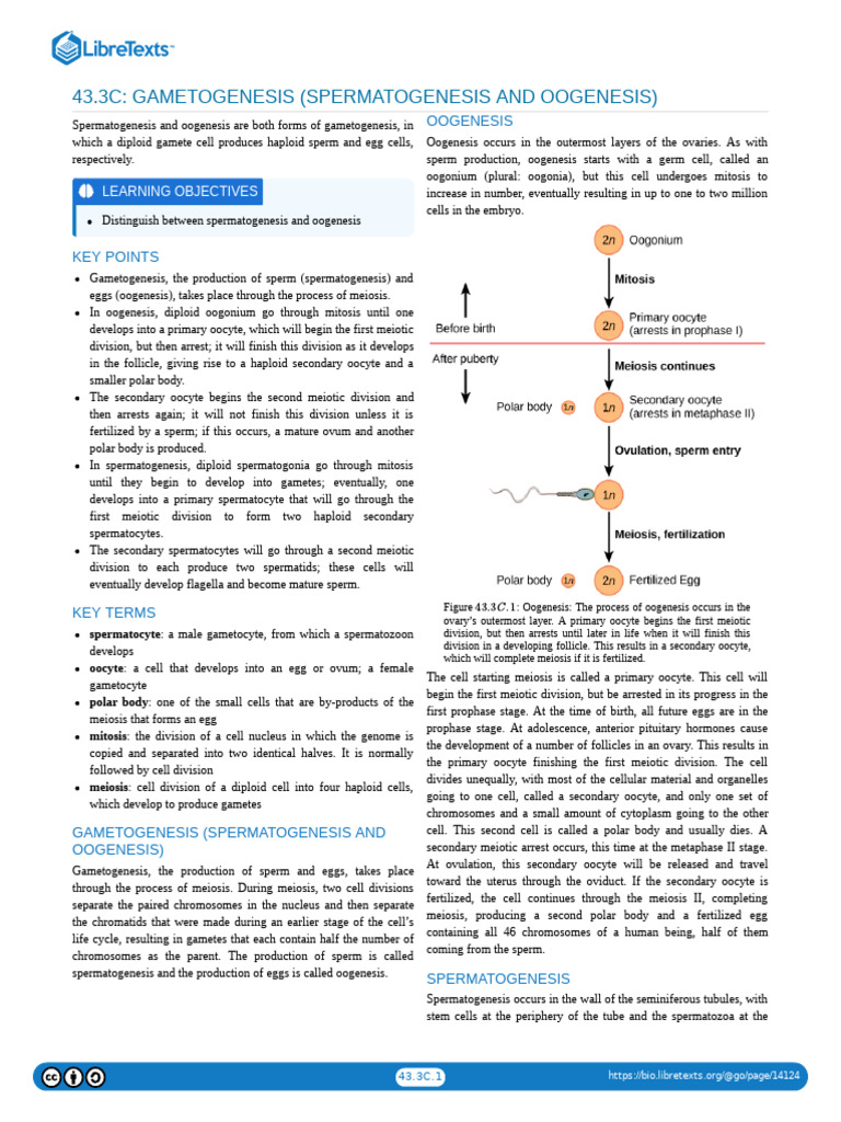 43.3C Gametogenesis (Spermatogenesis and Oogenesis) | PDF