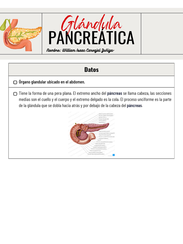 Funciones y Estructura del Páncreas | PDF