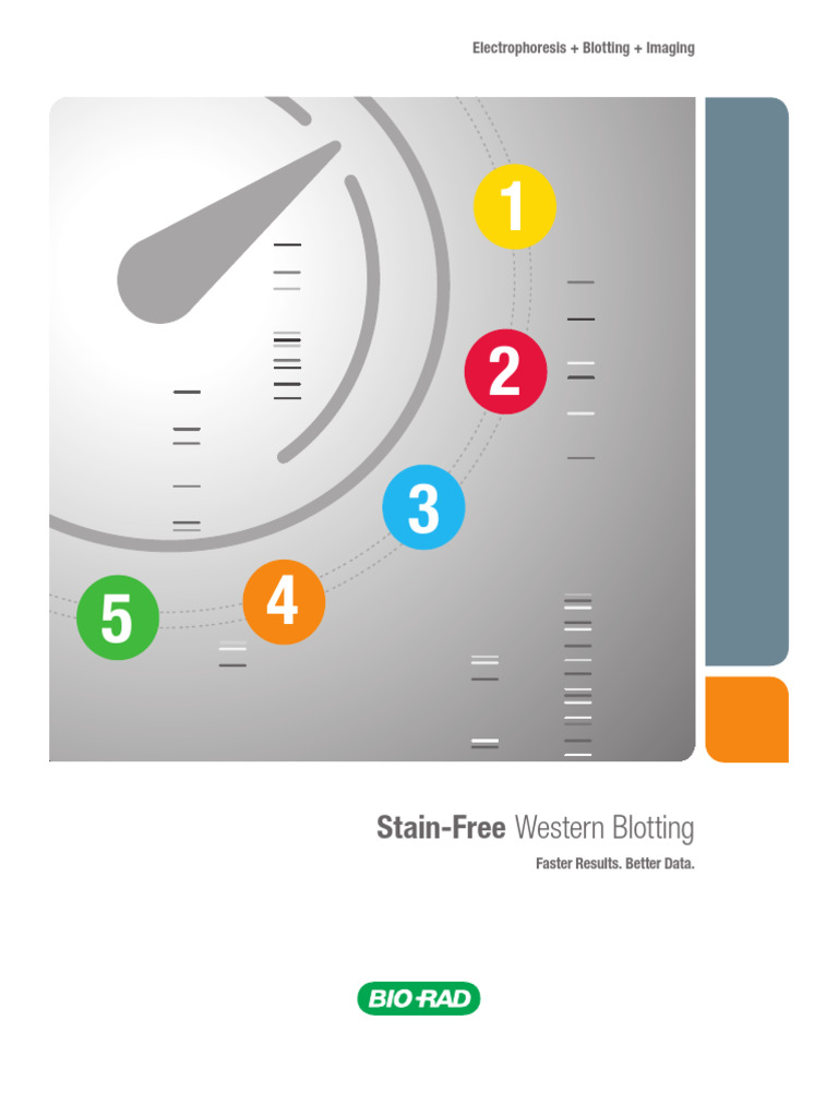 Biorad | PDF