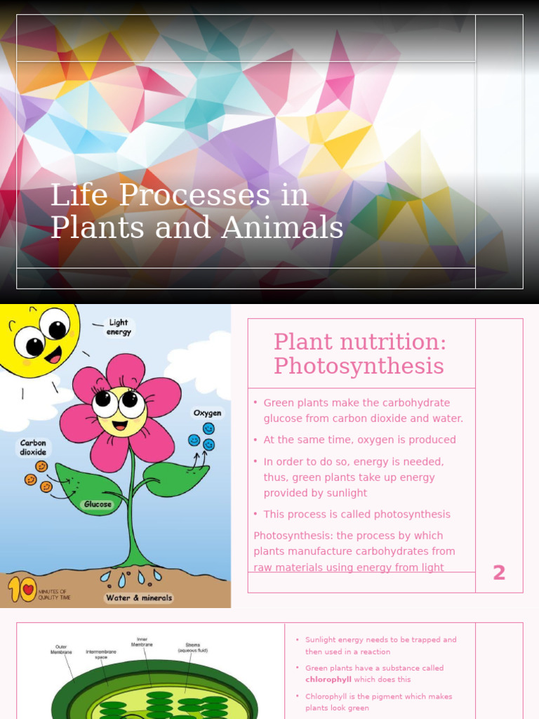 Life Processes | PDF