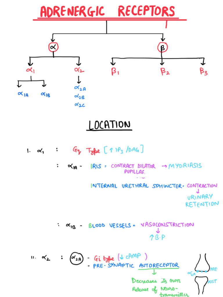 Adrenergic Pharmacology | PDF