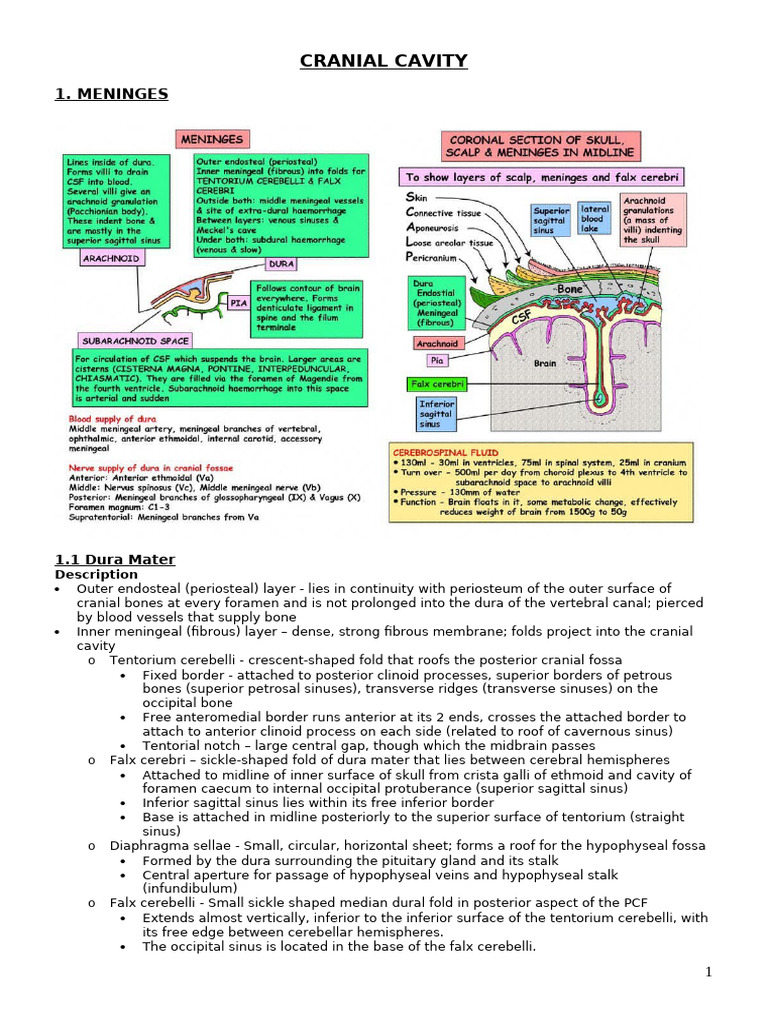 Anatomy - CNS | PDF