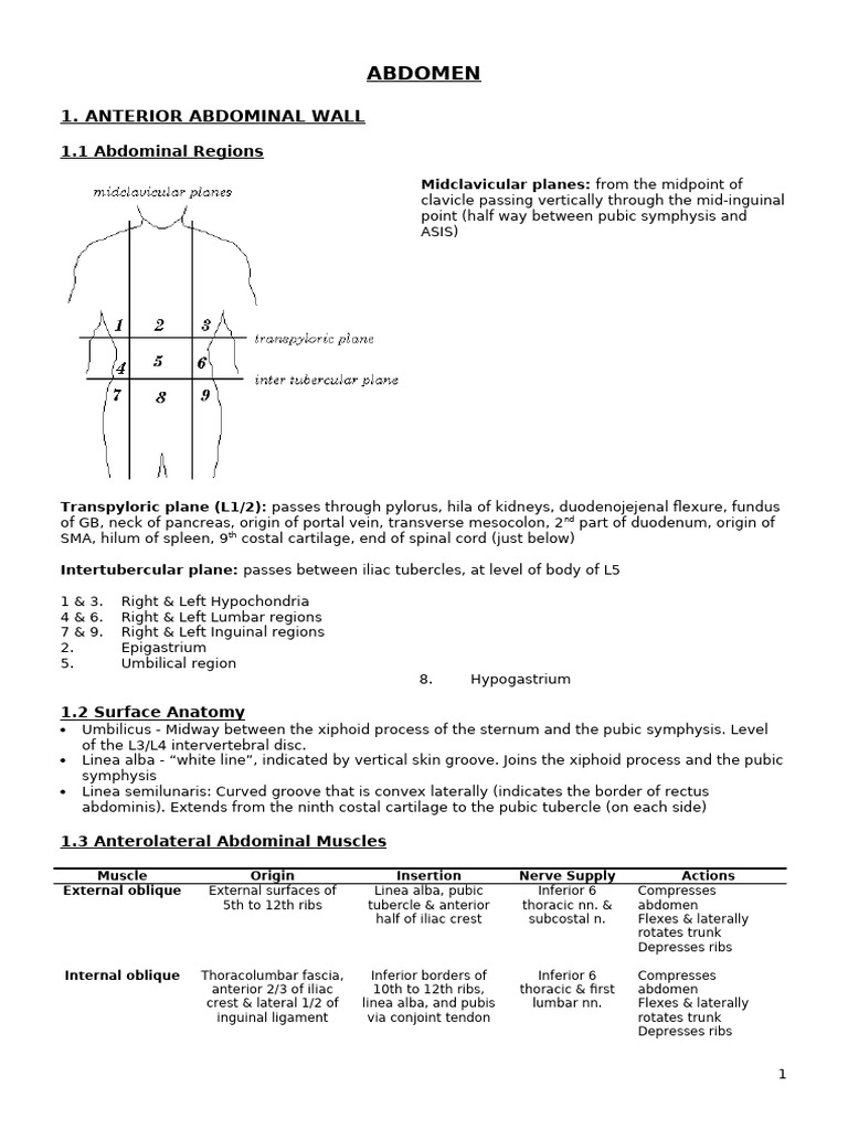 Anatomy - Abdomen | PDF