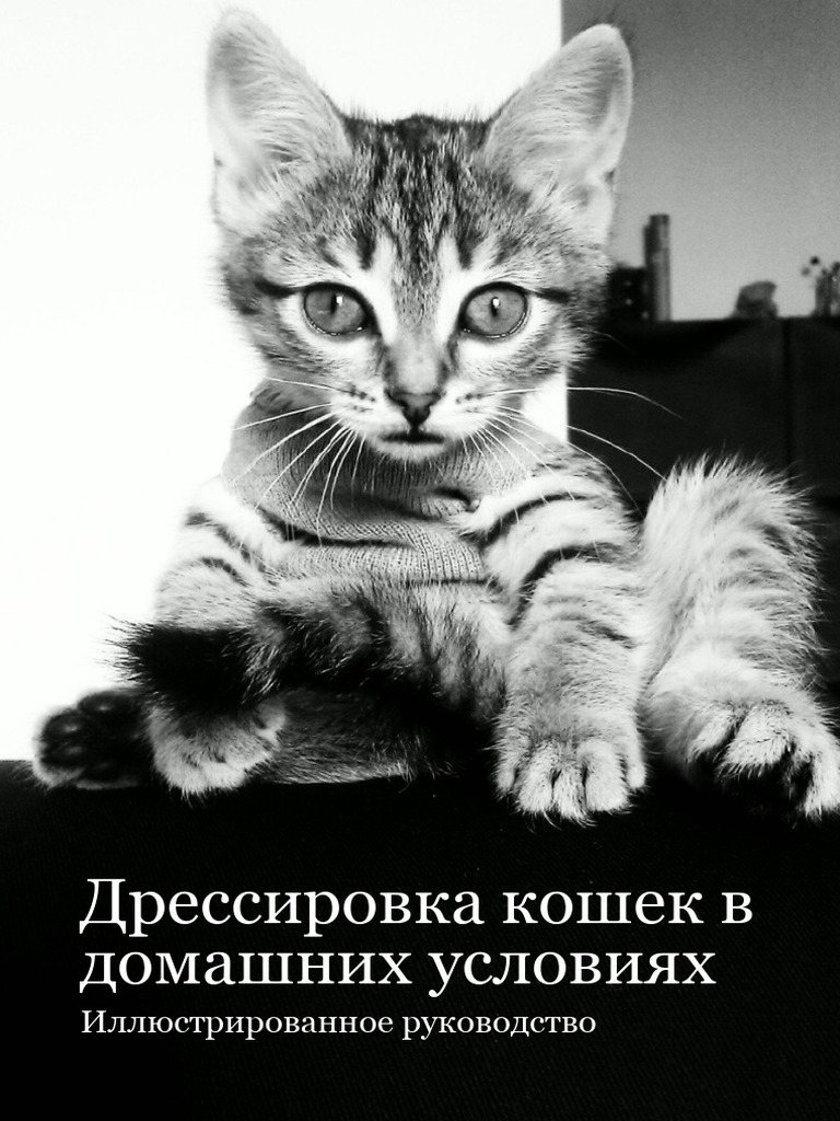 Cat Book | PDF