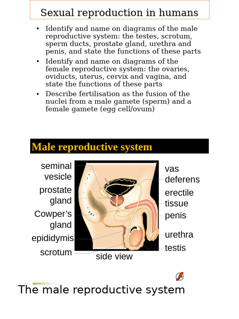 Sexual reproduction in humans | PDF