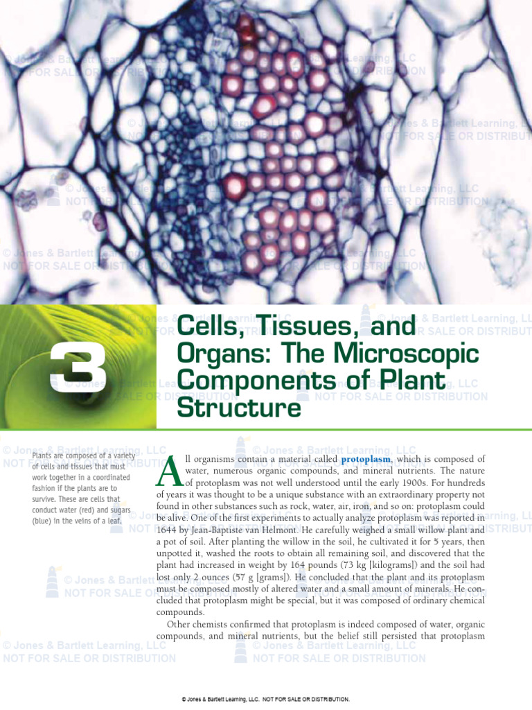 Plant | PDF