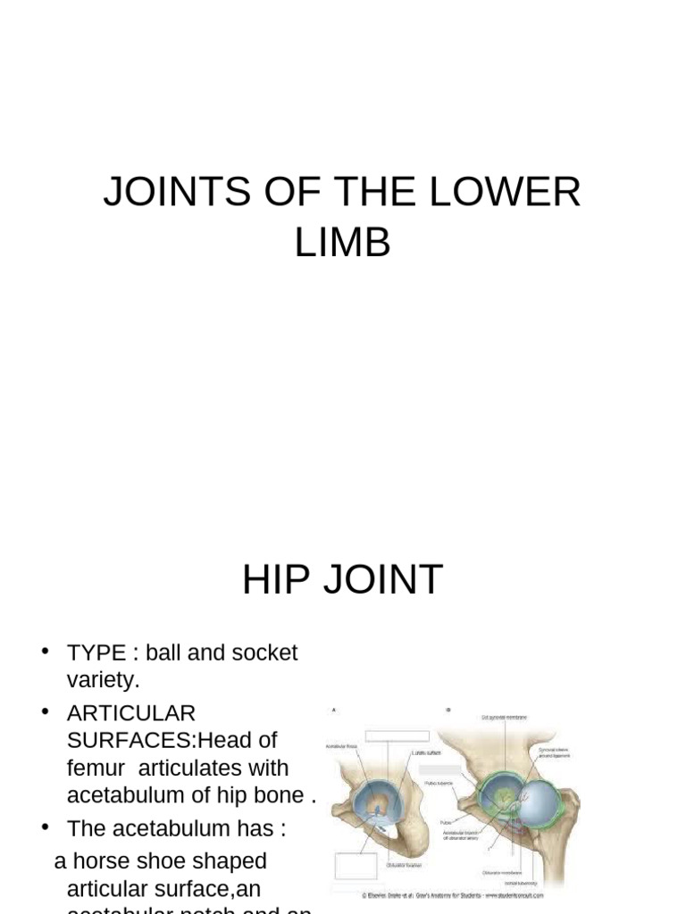 Joints of The Lower Limb | PDF