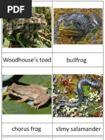 Arctic Control/Matching Cards | PDF